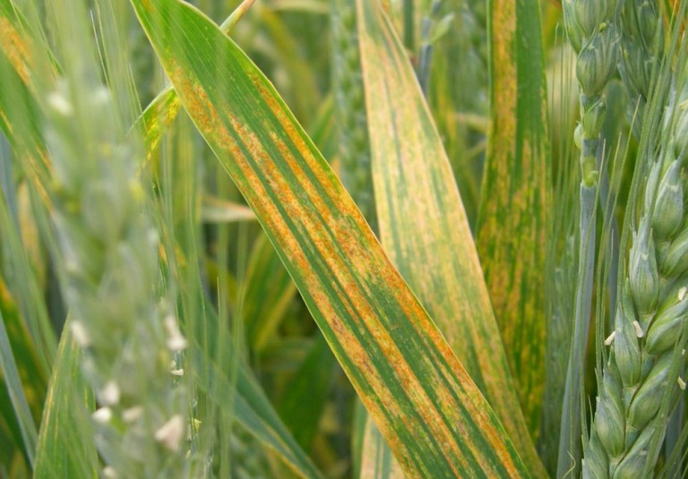 Agri Univ issues advisory for yellow rust in wheat crop - The News Himachal