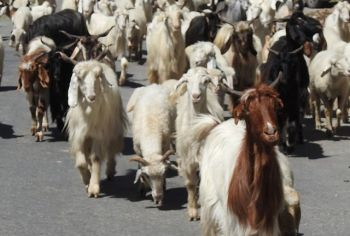 595-cr project to preserve and genetically improving indigenous sheep ...