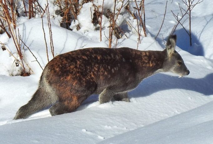 Rare endangered Musk deer spotted in Lahaul - The News Himachal
