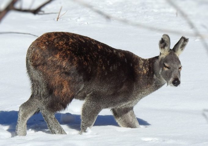 Rare endangered Musk deer spotted in Lahaul - The News Himachal