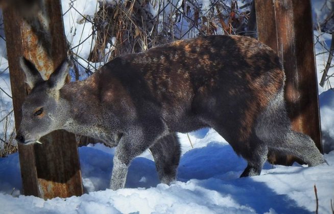 Rare endangered Musk deer spotted in Lahaul - The News Himachal