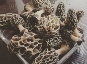 Agri Scientist successfully cultivated Gucchi mushroom