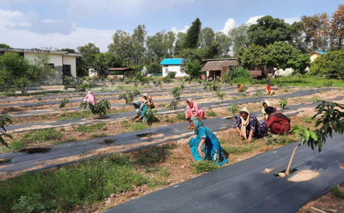 Horticulture Department Introduces Six New Mango Varieties