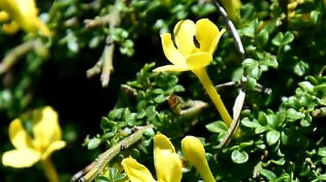 Rare 'Extinct' Yellow Jasmine Flower Rediscovered in Himachal Pradesh ...