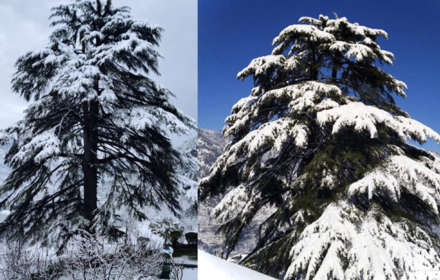 Greed Triumphs Over Green: 500-Year-Old Deodar Tree Ravaged in Naggar