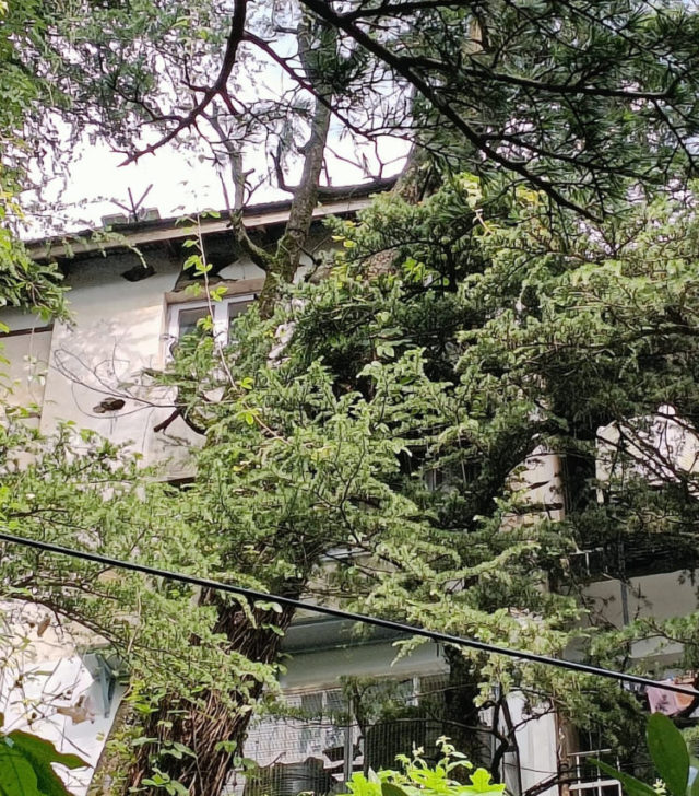 Streamlined Salvage Tree Management: New SOPs Set 30-Day Disposal Timeline