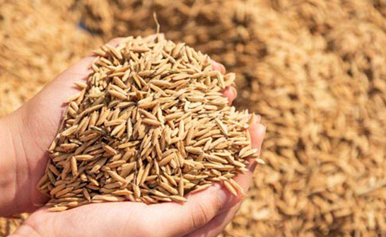 Himachal Fixes Rs 2320 MSP for Paddy, Procurement Starts October 10