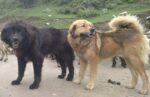 Himachal's Gaddi Dog Recognized as Indigenous Breed