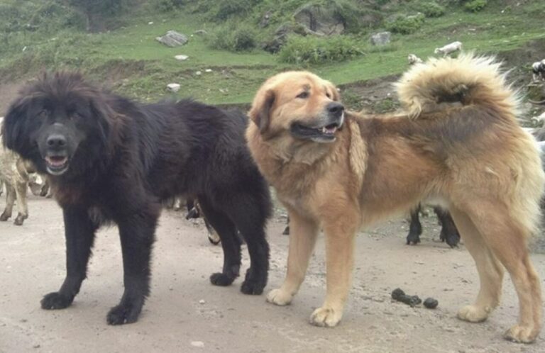 Himachal's Gaddi Dog Recognized as Indigenous Breed