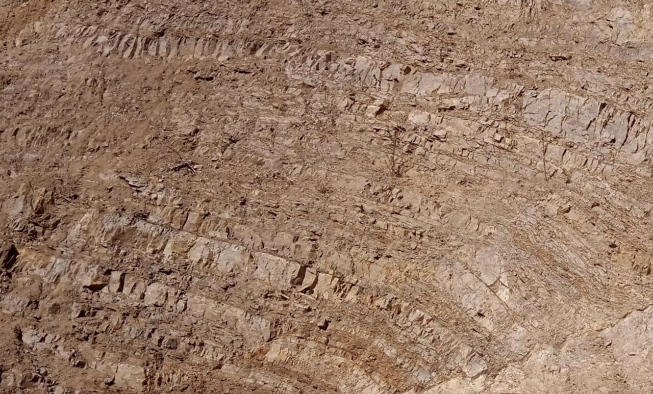 20-Million-Year-Old Fossil Stem Discovered Near Koti Railway Station ...