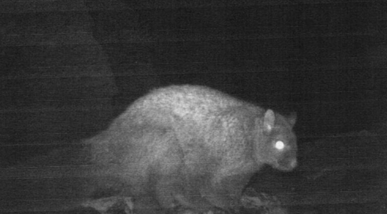 Rare Mammal Spotted: Himachal Forest Team Captures First Images of ...