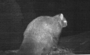 Rare Mammal Spotted: Himachal Forest Team Captures First Images of ...